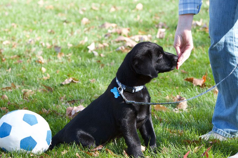 Puppy Good Start Good Manners 1 - Wednesday Mornings - Total Dog Company